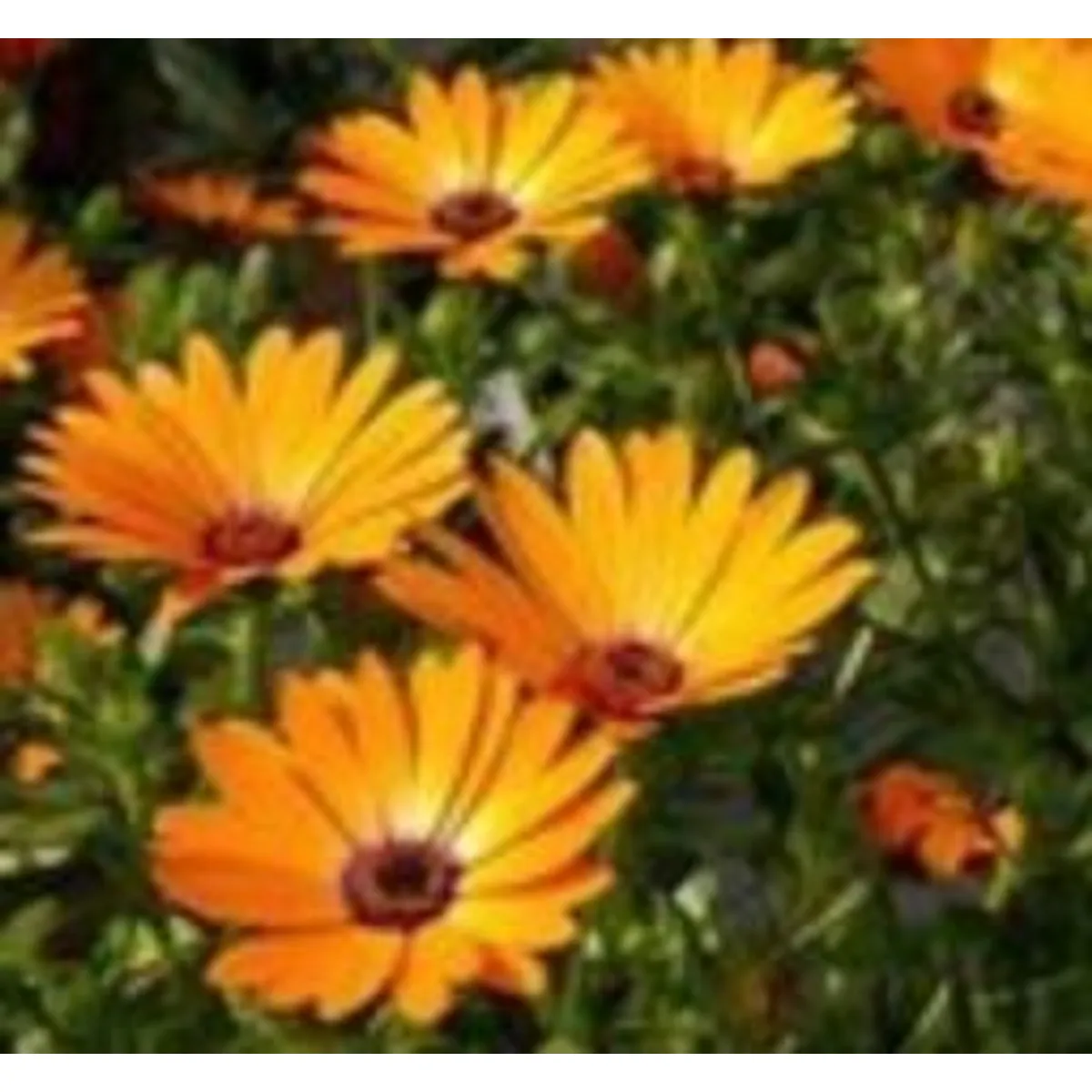 African Daisy Flake Flower Seeds, 1500+ Seeds Per Packet, (Isla's Garden Seeds), 85% Germination Rate, Non GMO & Heirloom Seeds, Scientific Name: Dimorphotheca sinuata