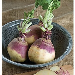 David's Garden Seeds Rutabaga American Purple Top FBA-4315 (Purple) 100 Non-GMO, Heirloom Seeds