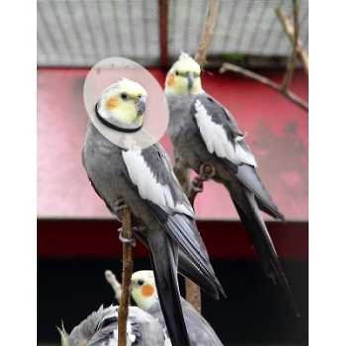 KVP Bird E-Collar, 4.75-5.5"/12"