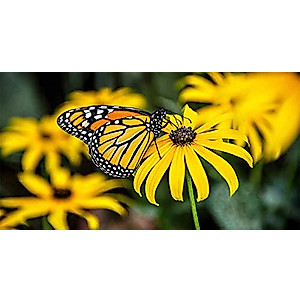 Created By Nature Tennessee Wildflower Seed Mix, Covers 325 Sq Ft, 18 Flower Varieties, Over 35,000 Seeds