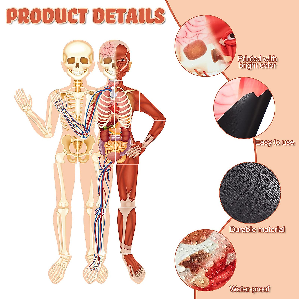 Capoda 63 Pieces Human Body Magnetic Puzzle Set Human Skeleton Organs Muscles Anatomy Magnetic Accents Body Parts Recognition Learning Kit for Home Decoration