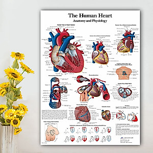 Anatomy Posters - Spinal Nerves Anatomical Chart - Anatomy and Physiology Study Tools - Human Body Medical Posters - Human Anatomy Poster for Clinic Office Medical Graduate Dorm - 20x28 inch Unframed