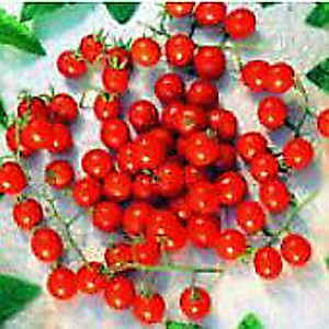 Mexico Midget Tomato Seeds (20+ Seeds) | Non GMO | Vegetable Fruit Herb Flower Seeds for Planting | Home Garden Greenhouse Pack