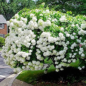 QAUZUY GARDEN 50 Seeds Pee Gee Hydrangea Paniculata Peegee Panicle Shrub Showy Privacy Screens Striking Flower Tree for Pot Ground Bonsai Easy to Grow