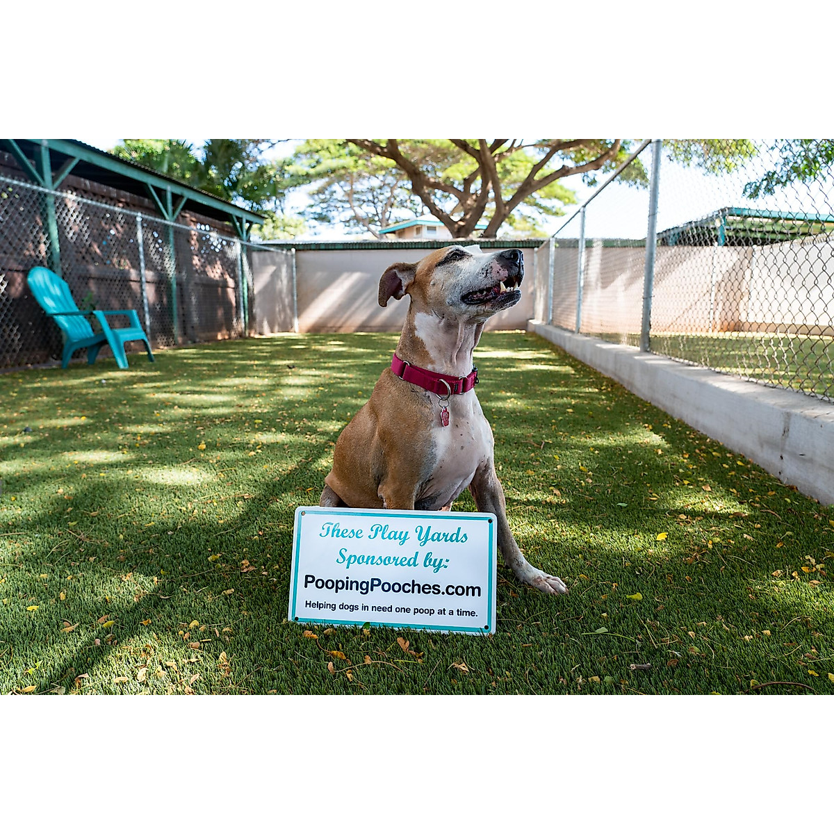 Pooping Pooches White Elephant Gag Gift Calendar