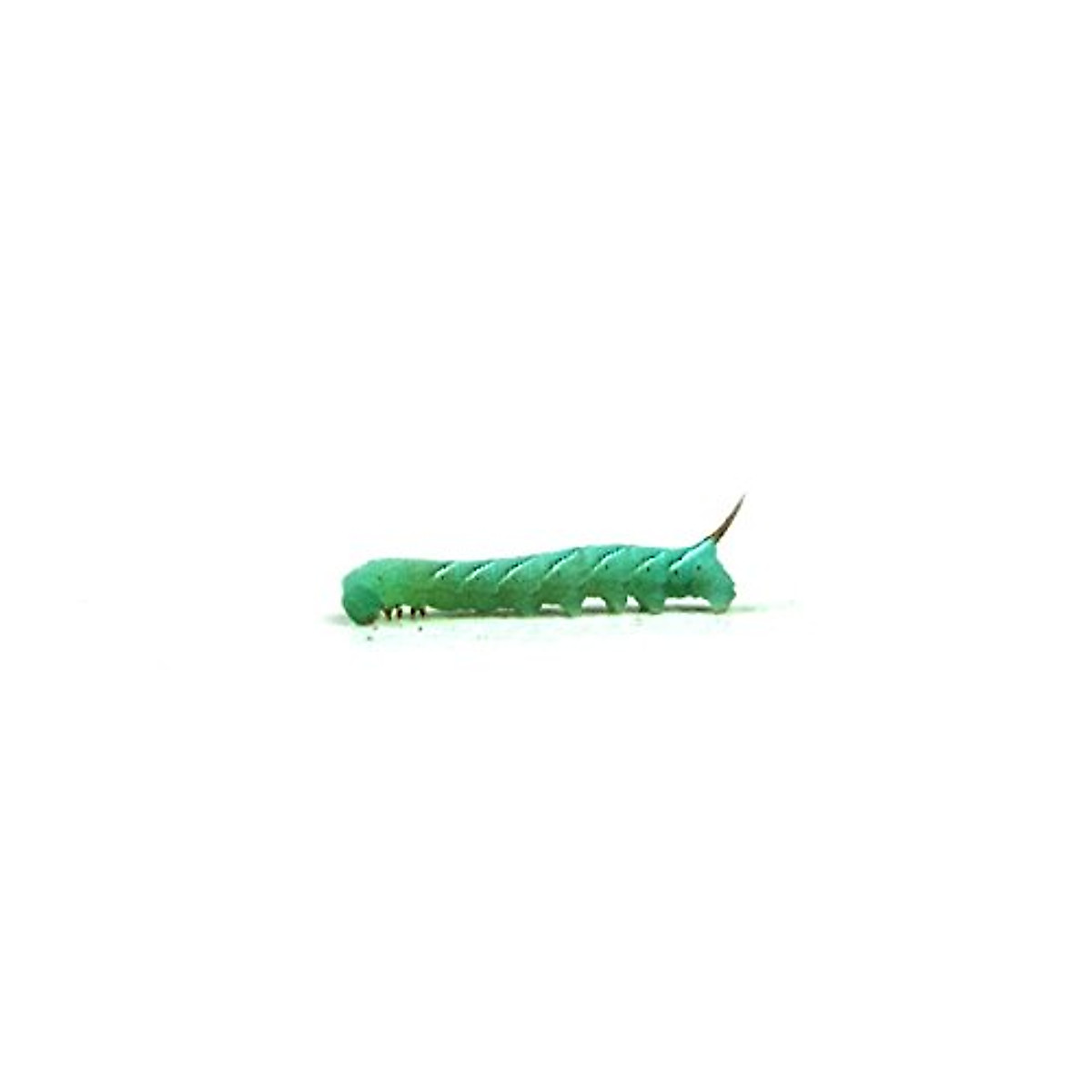 Josh's Frogs Hornworms Habitat Cup (25 Count Cup)