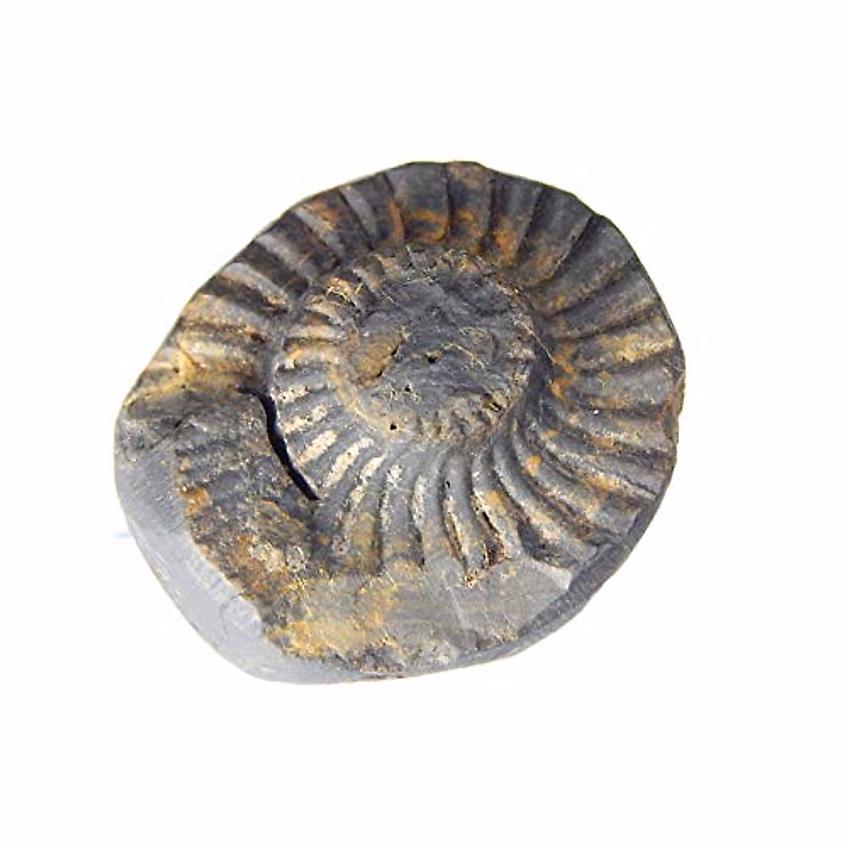 XUETZALCOATL Svastikrit Sudarshan Shaligram 1.5cm - 2.5cm from Kali Gandaki 1 pcs