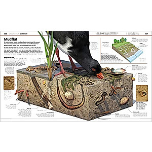 Knowledge Encyclopedia Ocean! (DK Knowledge Encyclopedias)