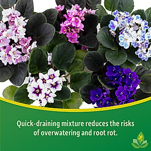 Sprig & Stone African Violet and Gesneriad Soil (1 Quart)