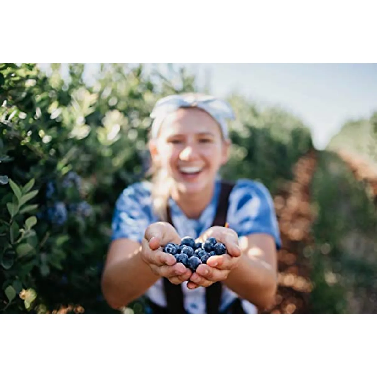 Eight O'Clock Coffee Flavors of America Ground Coffee, Maine Blueberry Crisp, 11 Ounce, 100% Arabica, Kosher Certified,Count 1(Pack of 1)