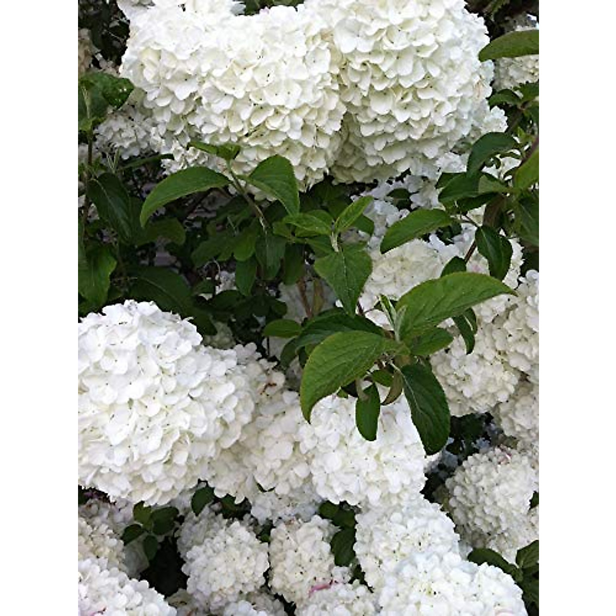 Pixies Gardens (2 Gallon Bare-Root) Chinese Snowball Viburnum Beautiful Softball Size Hydrangea-Like Blooms That Start Out Lime Green and Then Open to Glistening White.