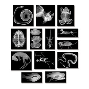 Roylco R5910 Animal X-Ray Set, 8" x 10" Size