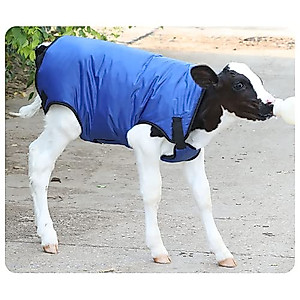 Calf Warm Clothes Calf Saver Coat Blanket for Keep Cow Warming Thickened Belly Protection Windproof Large Size Blue(70-130KG) (Large)