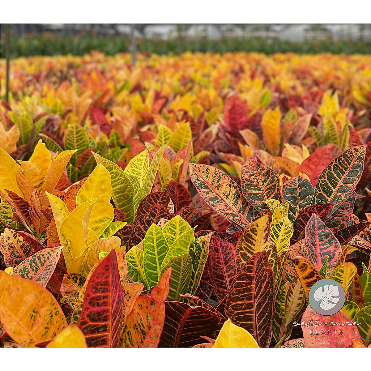 Nature’s Way Farms Croton Petra Live Plant (18-24 in. Tall) in Growers Pot