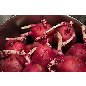 Simply Seed™ - 5 LBS - Red Norland Potato Seed - Non GMO - Naturally Grown - Order Now for Spring Planting
