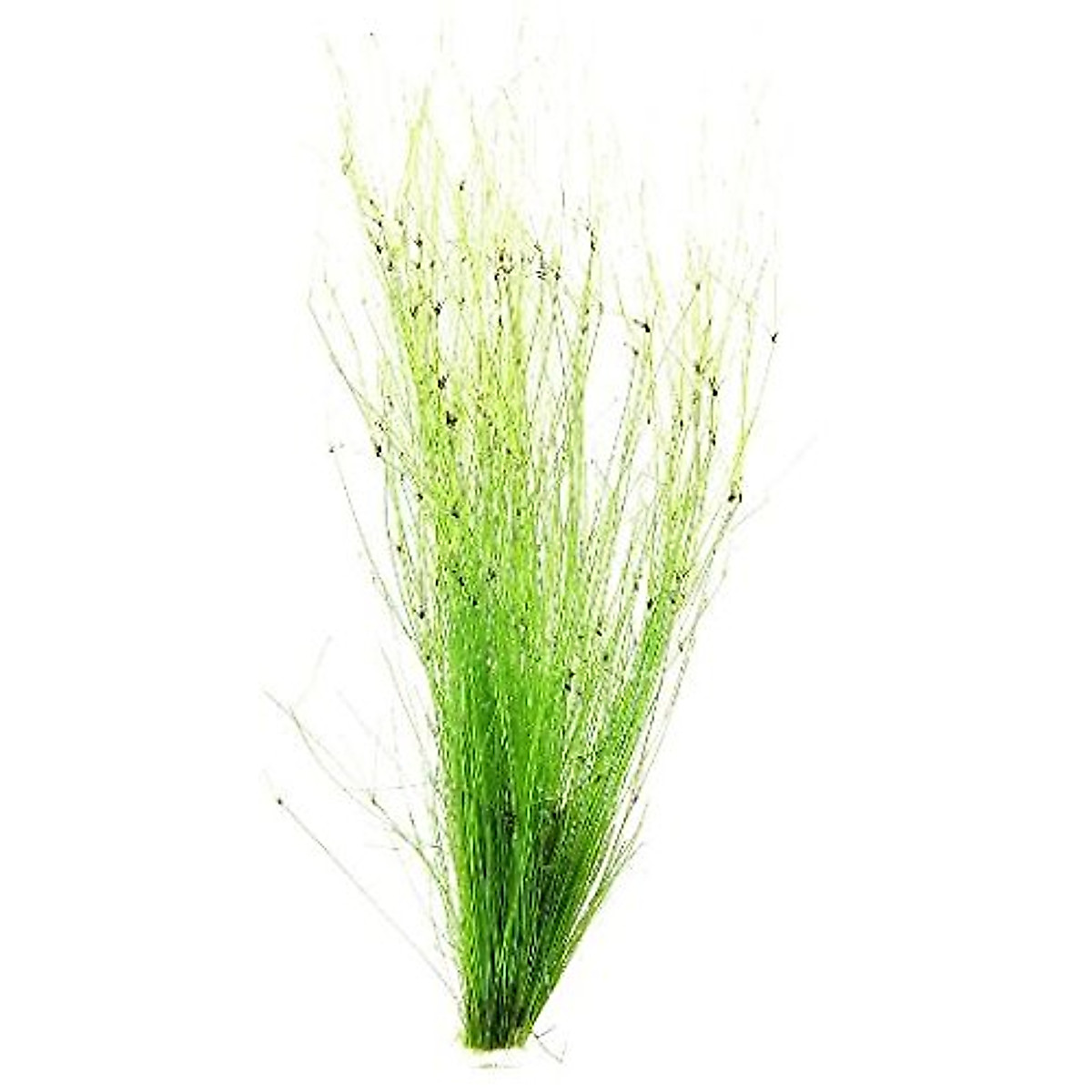 Mainam Giant Hairgrass | Eleocharis Vivipara Bundle Live Aquarium Plant for Freshwater Fish Tank Decoration 3 Days Live Guaranteed