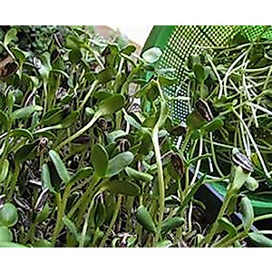 Sunflower Sprouting Seed, Non GMO -4 oz - Country Creek Acre Brand - Sunflower Seed for Sprouts, Garden Planting, Cooking, Soup, Emergency Food Storage, Gardening, Juicing, Cover Crop