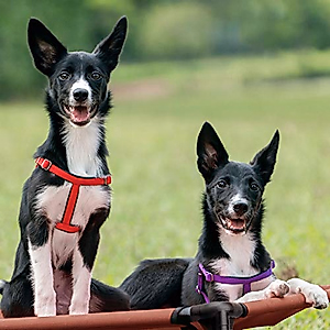 Veehoo Cooling Elevated Dog Bed, Portable Raised Pet Cot with Washable & Breathable Mesh, No-Slip Rubber Feet for Indoor & Outdoor Use, Large, Black