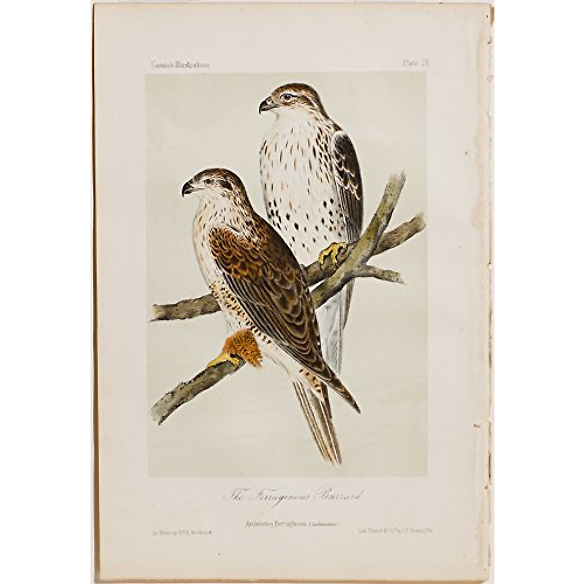 The Ferruginous Buzzard