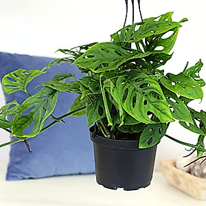 6" Swiss Cheese Plant Monstera Adansonii Live Plant Hanging Basket, Swiss Cheese Monstera Plant Live House Plants Indoors Live Plants Indoor Plants Live Houseplants Live Indoor by Plants for Pets