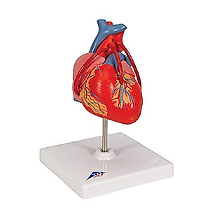3B Scientific G05 Classic Heart w/ Bypass 2-part - 3B Smart Anatomy