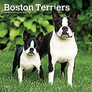 Boston Terriers 2022 12 x 12 Inch Monthly Square Wall Calendar, Animals Dog Breeds DogDays