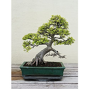 Bamboo Bonsai Plant Potting Soil Mix Peat Moss & Perlite (½ Gallon / 2 quarts). Repot Ficus, Lucky Bamboo Soil