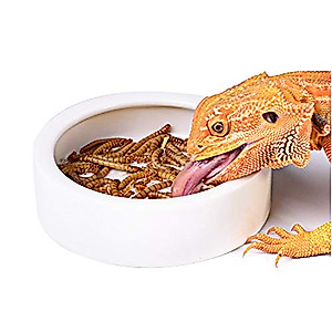 Reptile Food Water Bowl, 2 pcs Ceramics Worm Dish ,Anti-Escape Reptile Water Feeder ,Mealworm Bowl for Lizard Gecko Bearded Dragon, (S,M,L) (Large)