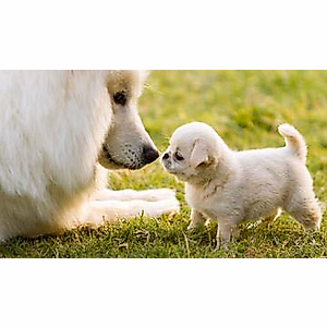 skin and coat essentials for dogs - DOG OMEGA 3 ESSENTIAL FATTY ACIDS - ADVANCED FORMULA - HAIR AND COAT HEALTH - NATURAL - dog anti inflammatory pain relief - 2 Bottles (360 Softgels)