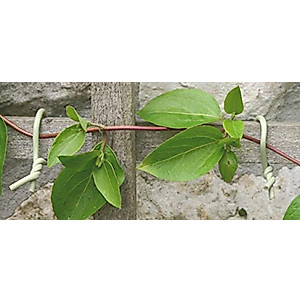 Tierra Garden 50-3010 Haxnicks Slim Soft Tie for Plants & Trees, 26.3', Green