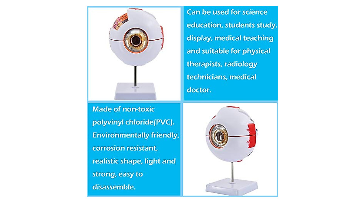 6X Enlarged Human Eye Anatomy Model for Education
