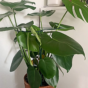 10pack Garden Plant Support Stake 10"Wide x 16"High Half Round Metal Garden Plant Support Ring Border Support, Plant Support Ring Cage for Rose Flowers Vine Tomato with 20pack Plant Clips &Plant Ties