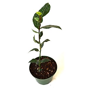 9GreenBox - Bay Laurel Herb - 4" Pot Live Plant Ornament Decor for Home, Kitchen, Office, Table, Desk - Attracts Zen, Luck, Good Fortune - Non-GMO, Grown in The USA