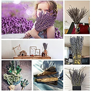 Dried Lavender Bundles, Uieke Natural Dried Lavender Flowers 280-300 Stems 16“ for Home Weeding Decoration Flower Arrangements Home Fragrance 2 Bundles
