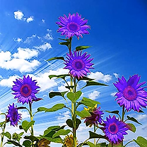 25 Rare Purple Sunflower Seeds for Planting Ornamental Sunflower Seeds to Plant for Home Farm Office Decor Non-GMO Seeds- QAUZUY GARDEN