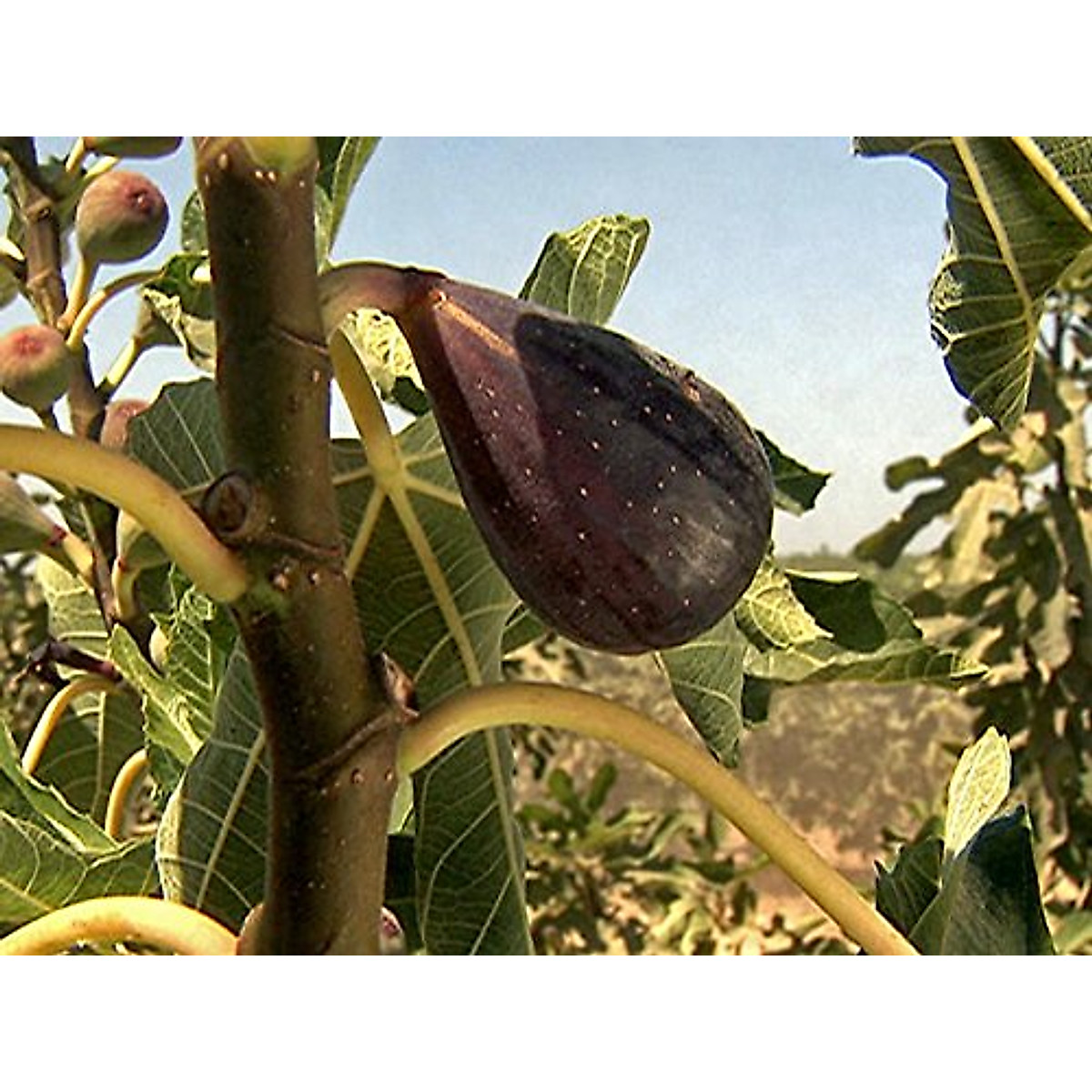 Fig Trees "Black Mission" includes Four (4) Live Plants