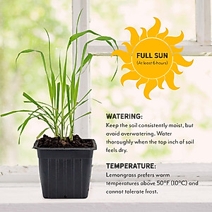 Live Lemongrass Plants (2-Pack); Each 4-8 Inches, in Nursery Pots, Culinary and Aromatherapy Herb Indoor/Outdoor Container Plants