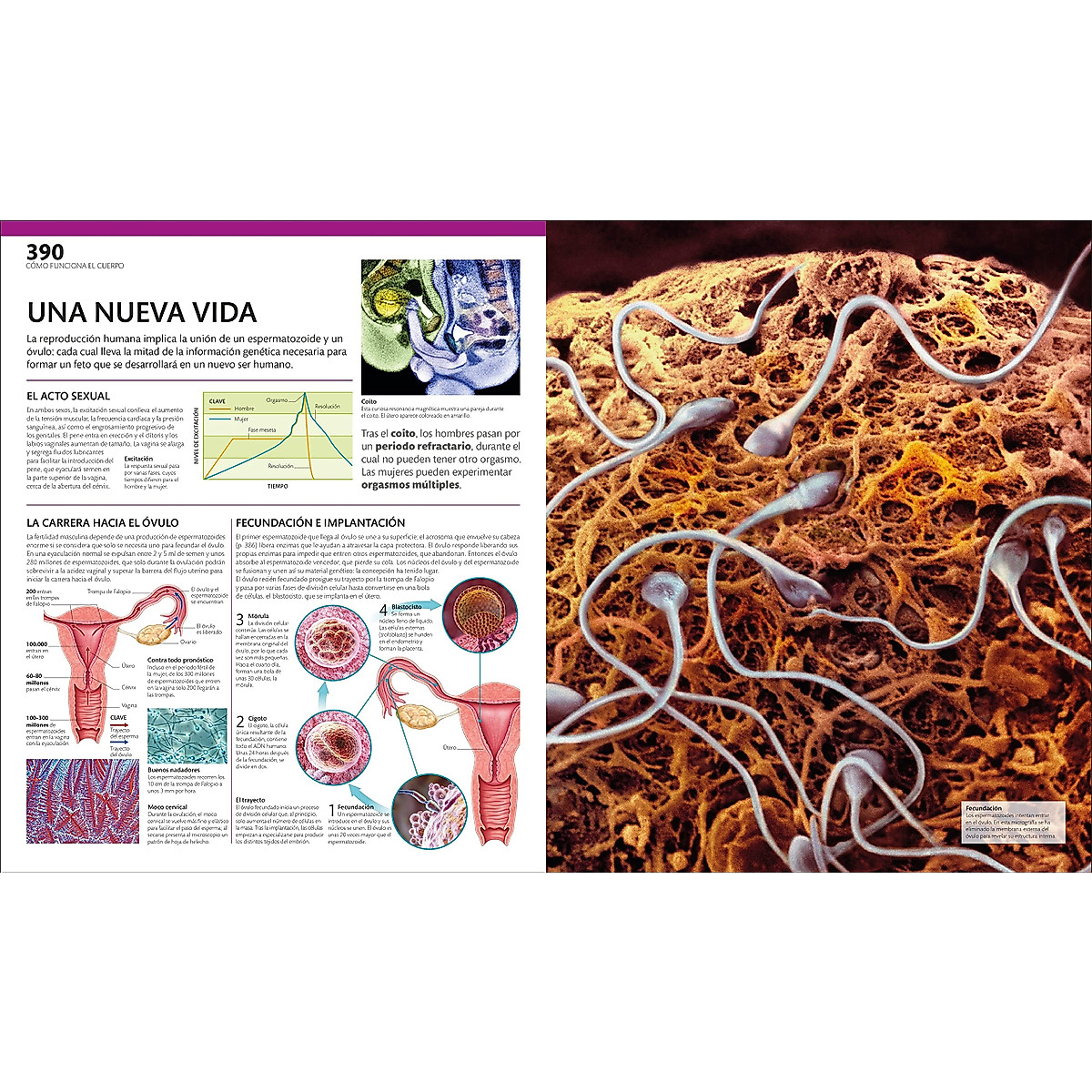 El gran libro del cuerpo humano (The Complete Human Body): Segunda edición. Ampliada y actualizada (DK Human Body Guides) (Spanish Edition)