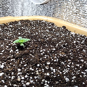 Organic Perlite for Plants, Soil Amendment for Enhanced Drainage and Growth, Ideal for Potting Mixes (1 Quart)