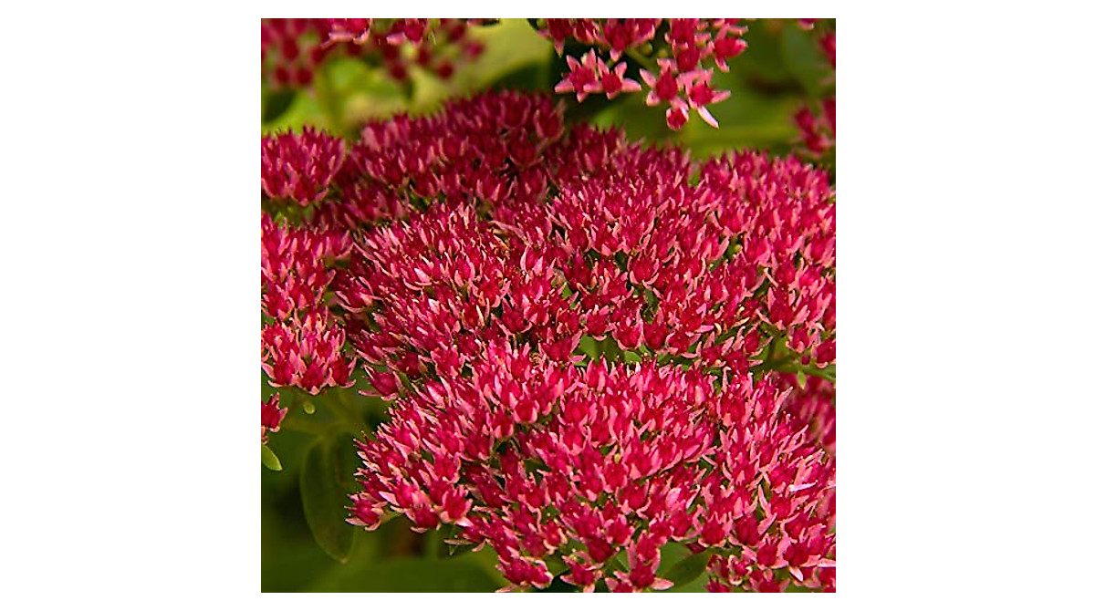 Sedum Summer Glory Seeds - Drought Tolerant Ground Cover