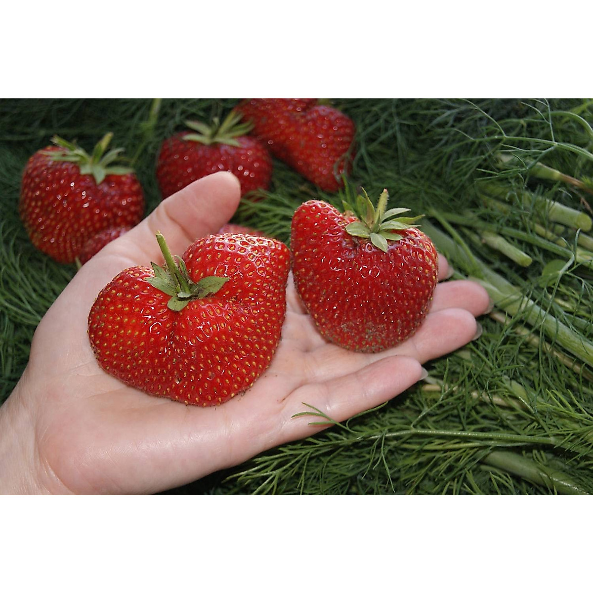 CEMEHA SEEDS - Giant Strawberry Fresca Everbearing Berries Indoor Non GMO Fruits for Planting