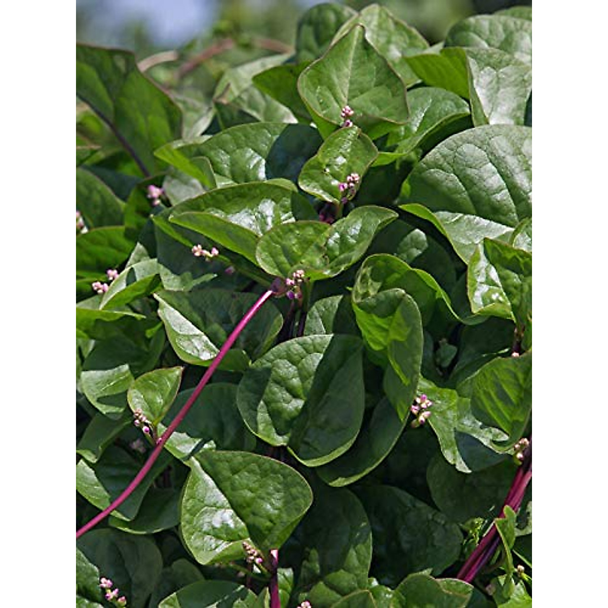 Gaea's Blessing Seeds - Red Malabar Spinach Seeds - Non-GMO Seeds with Easy to Follow Planting Instructions - Heirloom Red Stemmed Malabar - 93% Germination Rate