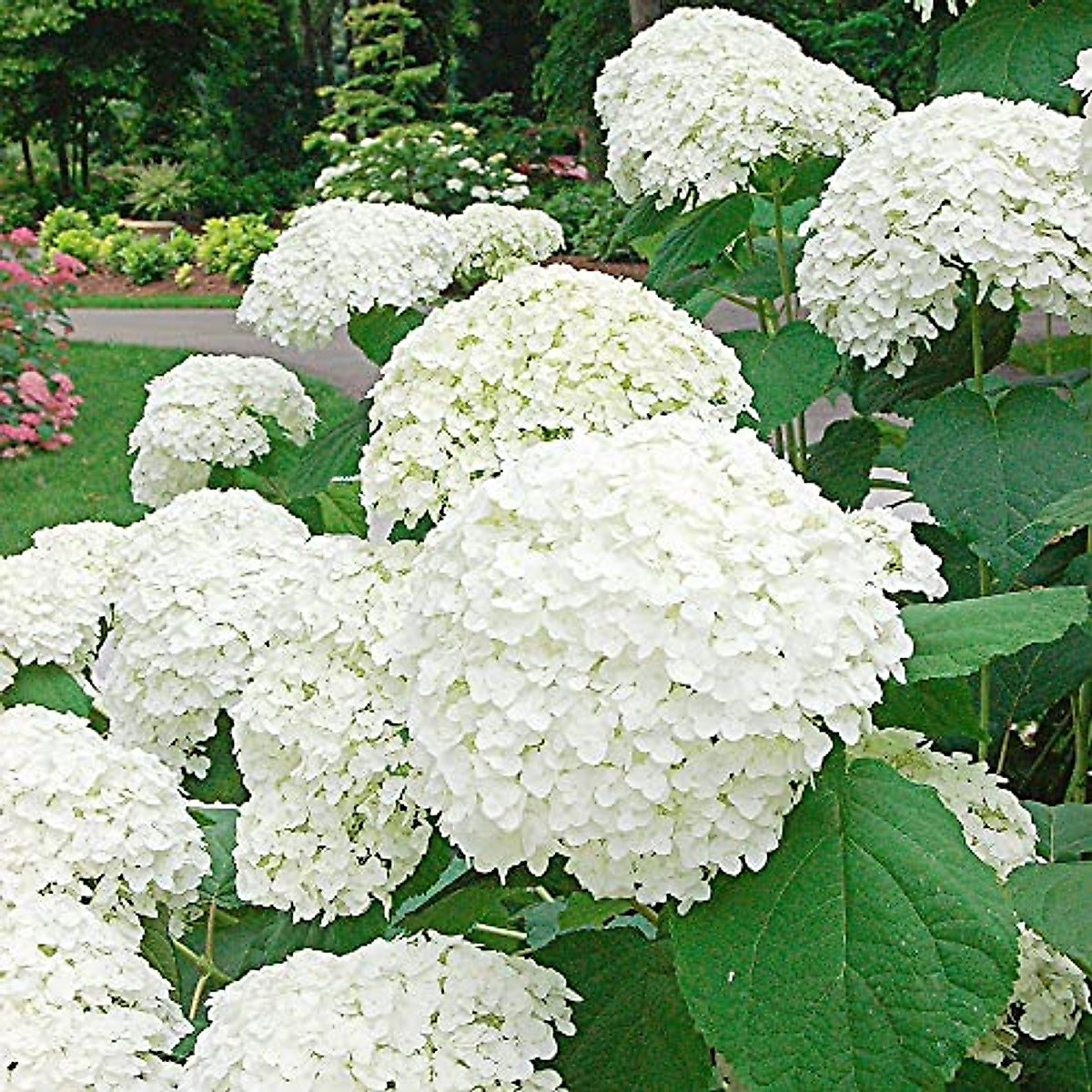 QAUZUY GARDEN 50 Hydrangea Seeds White Hortensia - Attractive Hardy Perennial Flowering Shrub Bush Tree - Fast-Growing Striking Showy Accent Landscape Plant