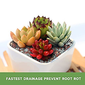 NOHOBE 2.5lb Succulent and Cactus Soil Bonsai Gritty Mix 1/8 inch - 1/4 inch Small Horticultural Lava Rocks for Fairy Garden, Terrarium, DIY Projects, Top Dressing Fast Draining Prevent Over Water