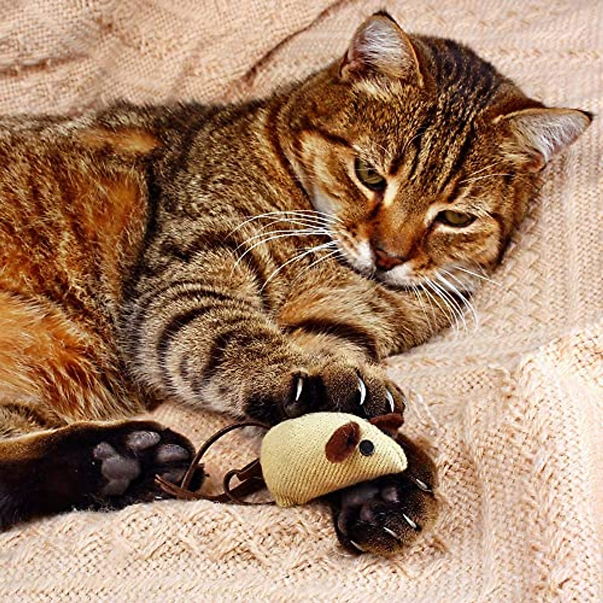 Purina Pro Plan Cat Food Canned Wet Entree 3 Flavor 6 Can Sampler Bundle, (2) Each: Chicken Tomato Pasta Gravy, Sole Vegetable, and Tuna Entree Sauce (3 Ounces) Plus Catnip Mouse