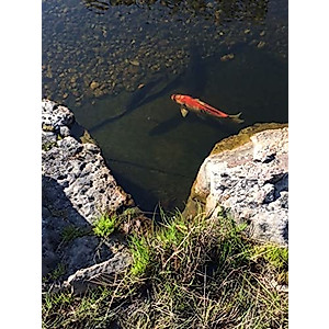 America's Best Koi Food 20 lbs Koi Fish Food with 35% Premium Protein Medium Sized Floating Pond Pellets for Koi Goldfish and Pond Fish