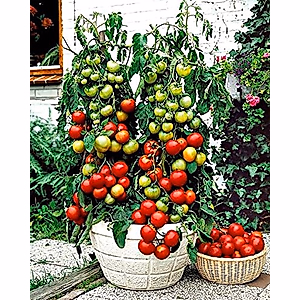 Dwarf Bush Tomatoes Seeds for Planting 25+ Seeds Indoor Vegetable Garden