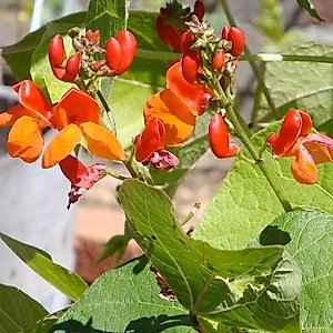 Seed Needs, 65+ Scarlet Emperor Runner Bean Seeds (Phaseolus vulgaris) Easy to Grow Large Pole Beans - Bulk Non GMO