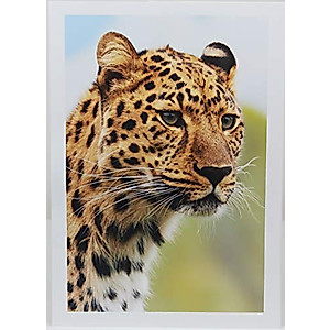 PPD 50 Sheets Inkjet Glossy Photo Paper - 11x17 inch Tabloid Size - 49lbs 180gsm 9.9mil - Instant Dry and Water Resistant (PPD-41-50)