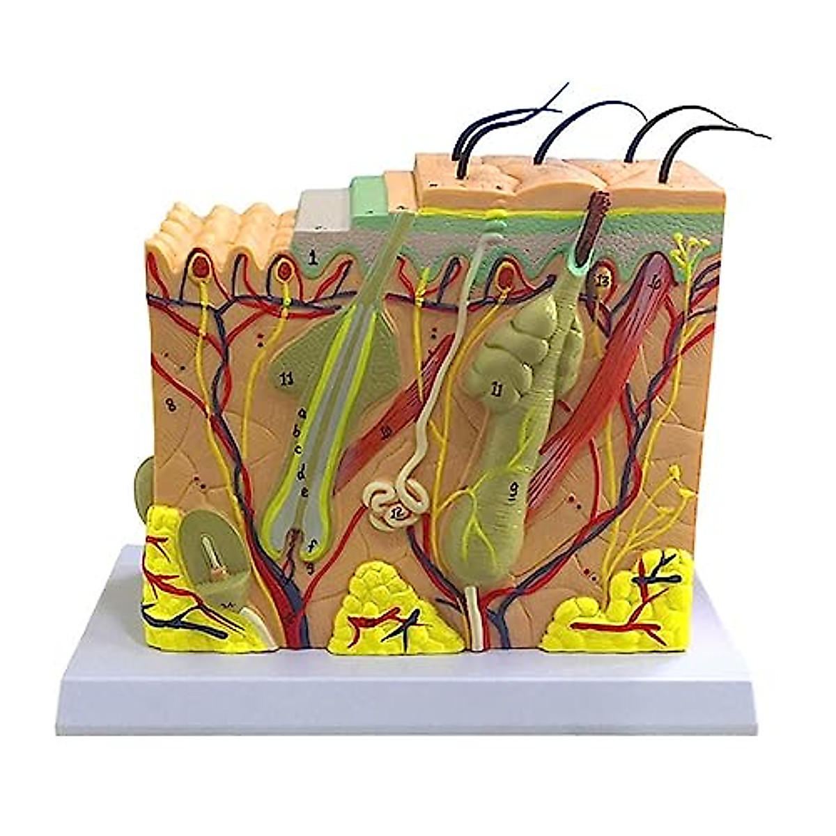 ZALTAS 50X Enlarged Anatomical Model Skin Model Anatomy for Science Classroom Study Display Teaching Medical Model Human Body Anatomy Replica A